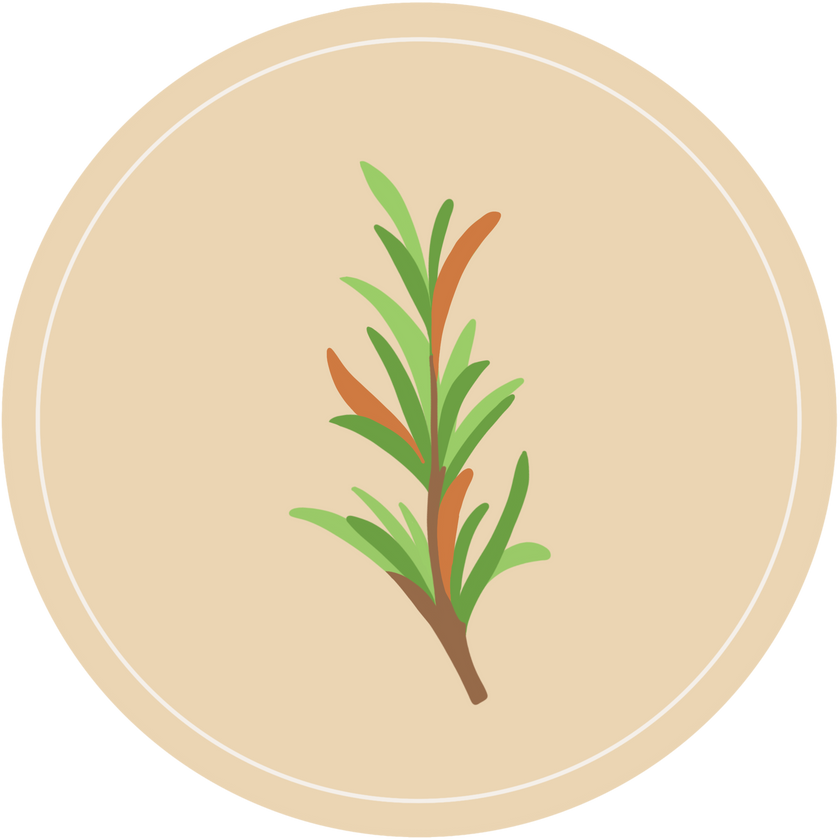 Spice Root | Buy best organic certified products in UK & EU online